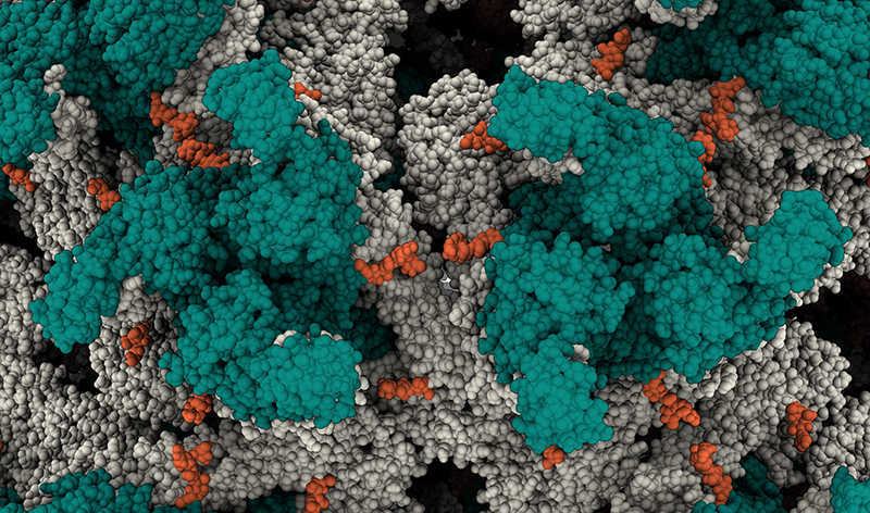 Cientistas revelam detalhes inéditos do vírus mayaro, em circulação no ...