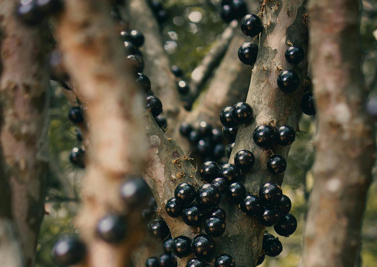 Como cultivar jabuticaba em vaso: guia completo - oreporter.net