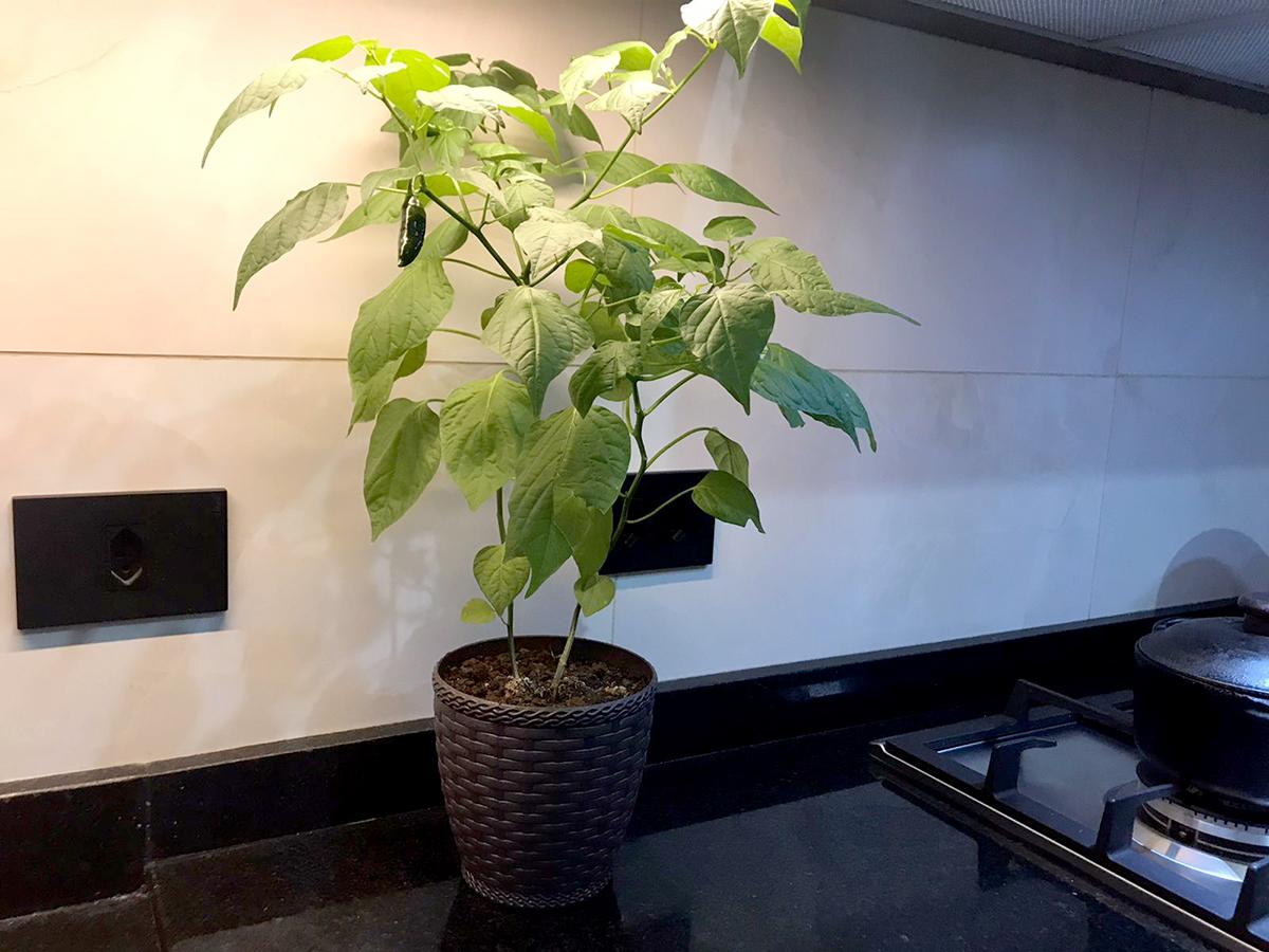 Como cultivar pimenta malagueta na cozinha - oreporter.net